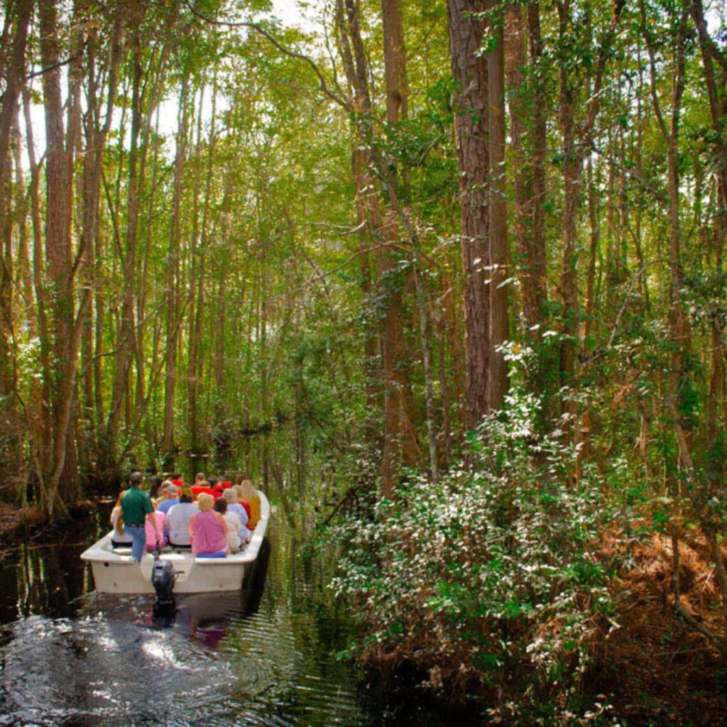 The Ultimate Guide to Visiting the Okefenokee Swamp - Okefenokee ...